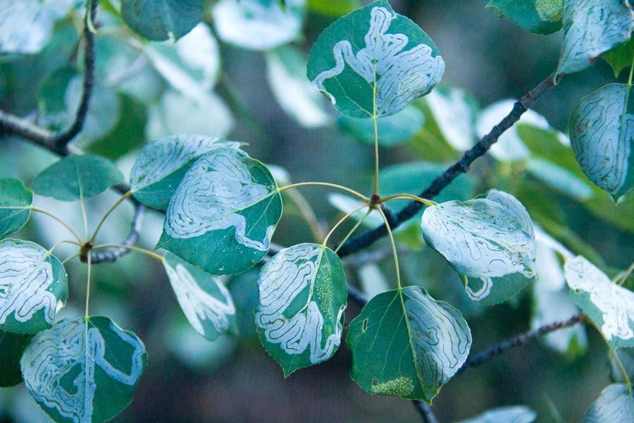 Kluane National Park/Final Push to Alaska » Blairs Travel and ...