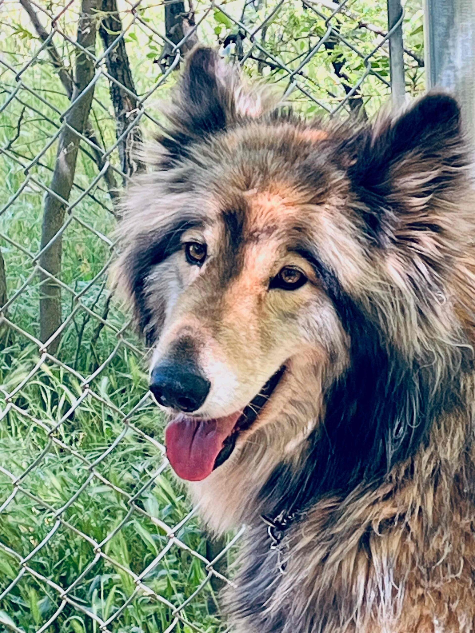 Sedona Wolf Sanctuary » Blairs Travel and Photography Blog